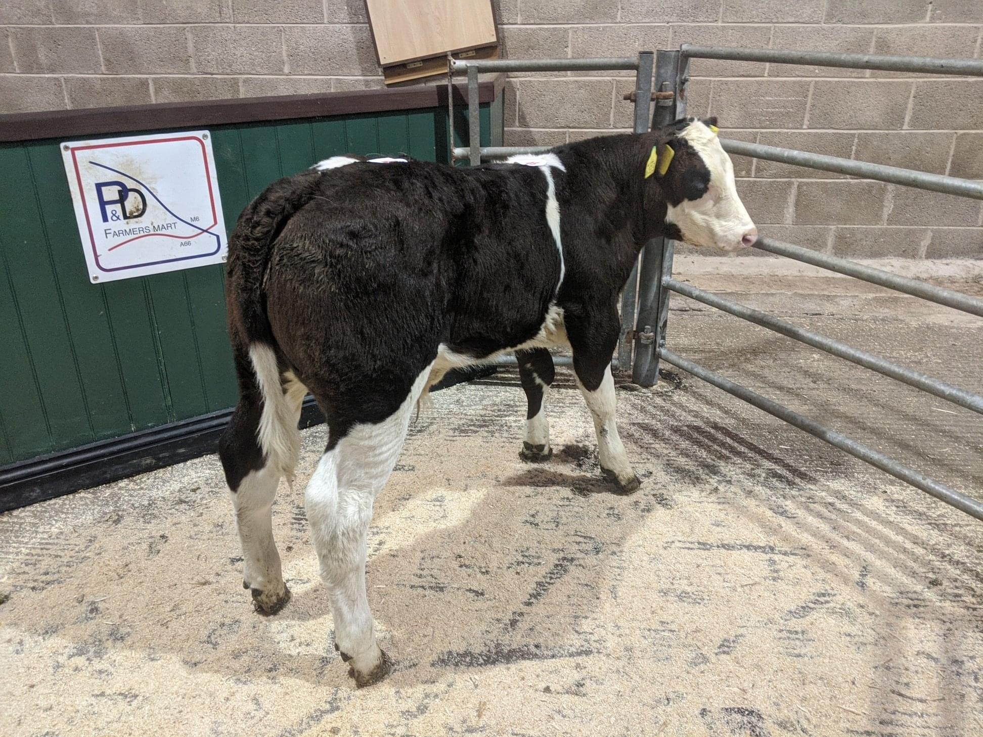 Sales and Catalogues Calendar