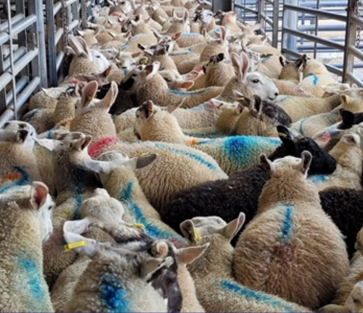 Sales and Catalogues Calendar