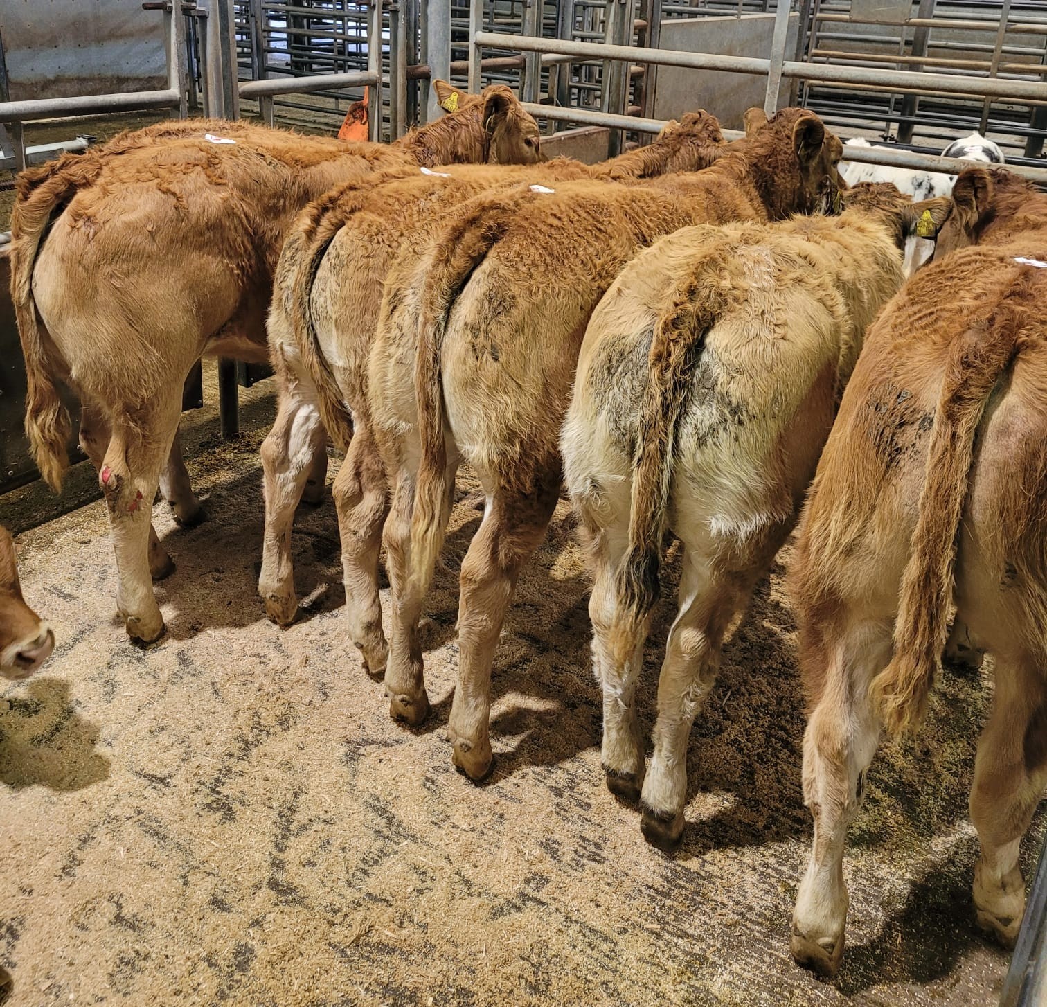 Sales and Catalogues Calendar